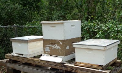 How to Set Up a Backyard Apiary - Backyard Beekeeping